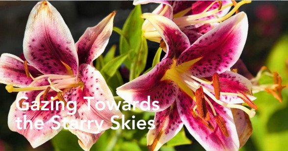 Stargazer Flower Meaning and Its Symbolism
