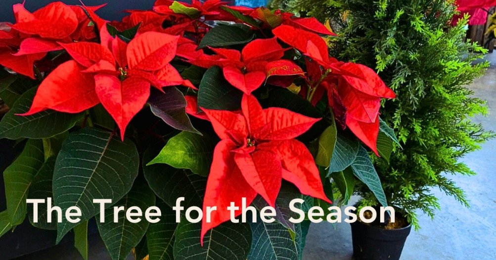 How to Build a Beautiful Poinsettia Christmas Tree