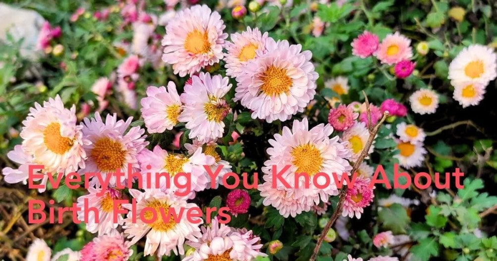 Birth Flowers by Month Meanings and Quick Gift Guide