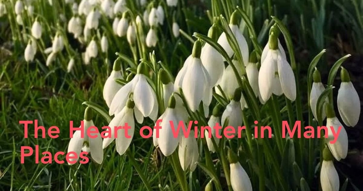 January Birth Flowers Snowdrop and Carnation Meaning