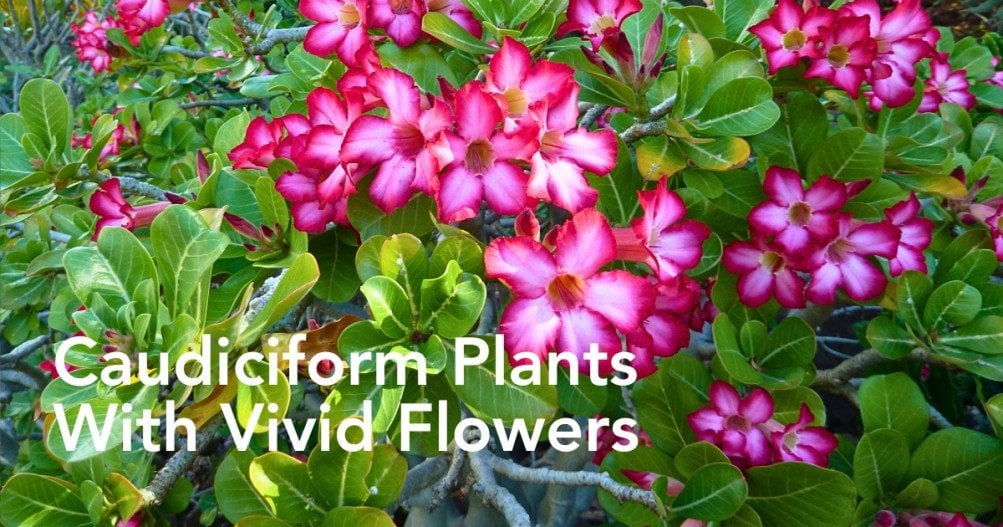 Adenium Obesum Also Called the Desert Rose Plant Care Guide.