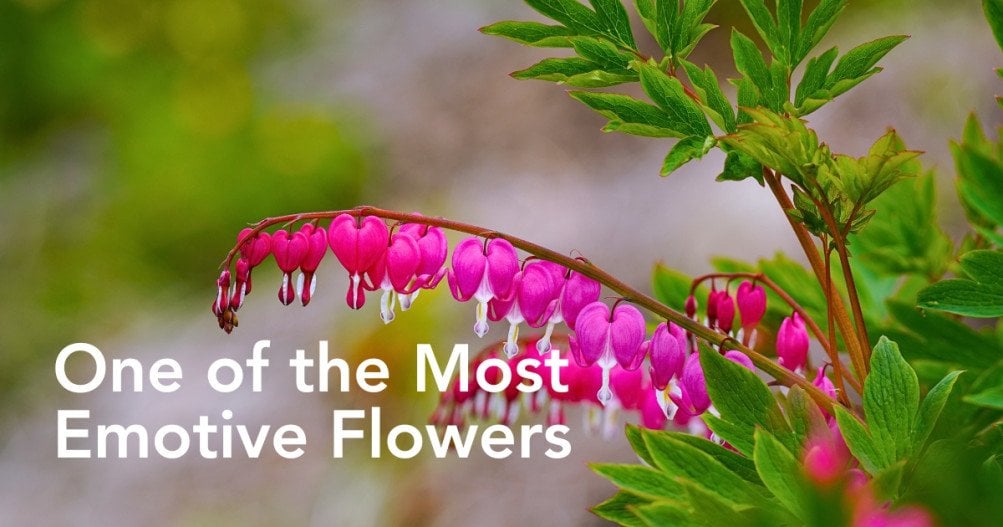 Bleeding Heart Flower Meaning and Its Symbolism
