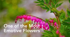 Bleeding Heart Flower Meaning and Its Symbolism