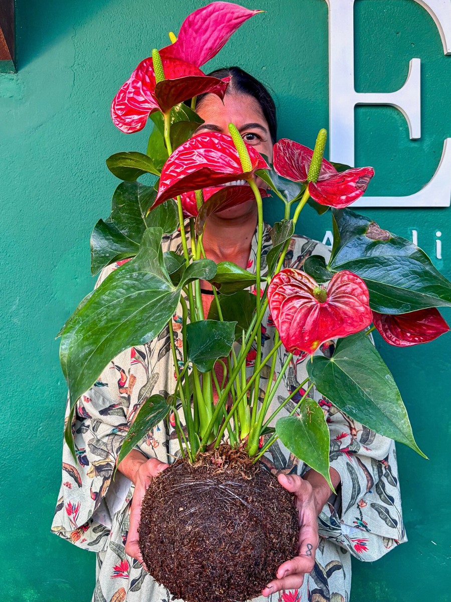 Kokedama, the Ancient Yet Contemporary Art of Growing Moss Ball Plants