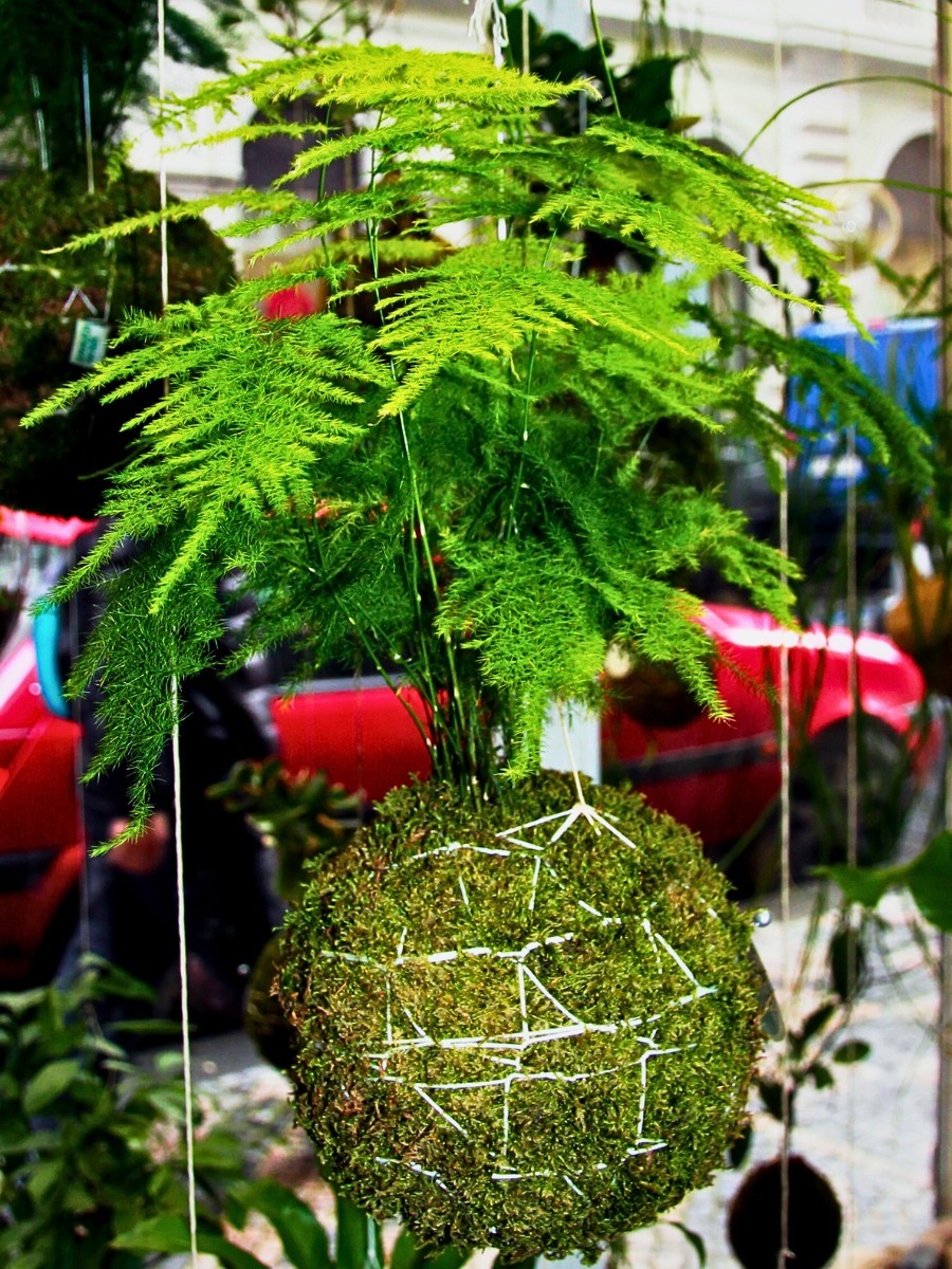 Kokedama, the Ancient Yet Contemporary Art of Growing Moss Ball Plants