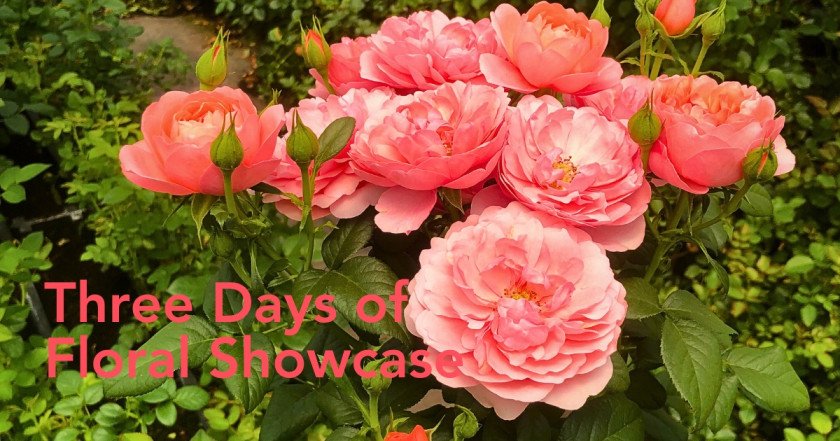 De Ruiter Open Days Naivasha Dates and Rose Lineup