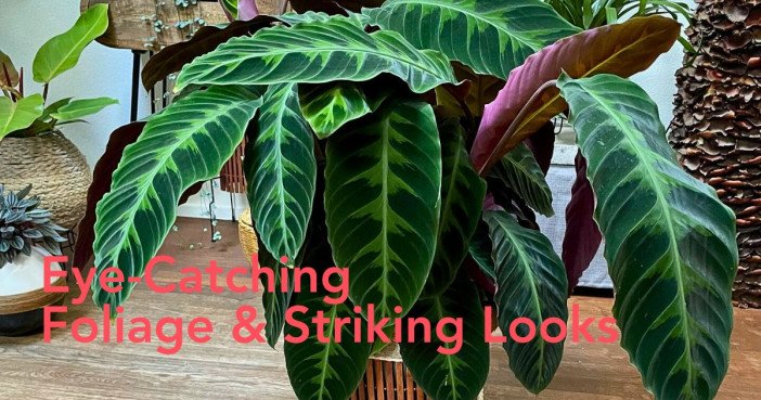 Low-Maintenance Calatheas That Make for the Best Houseplants