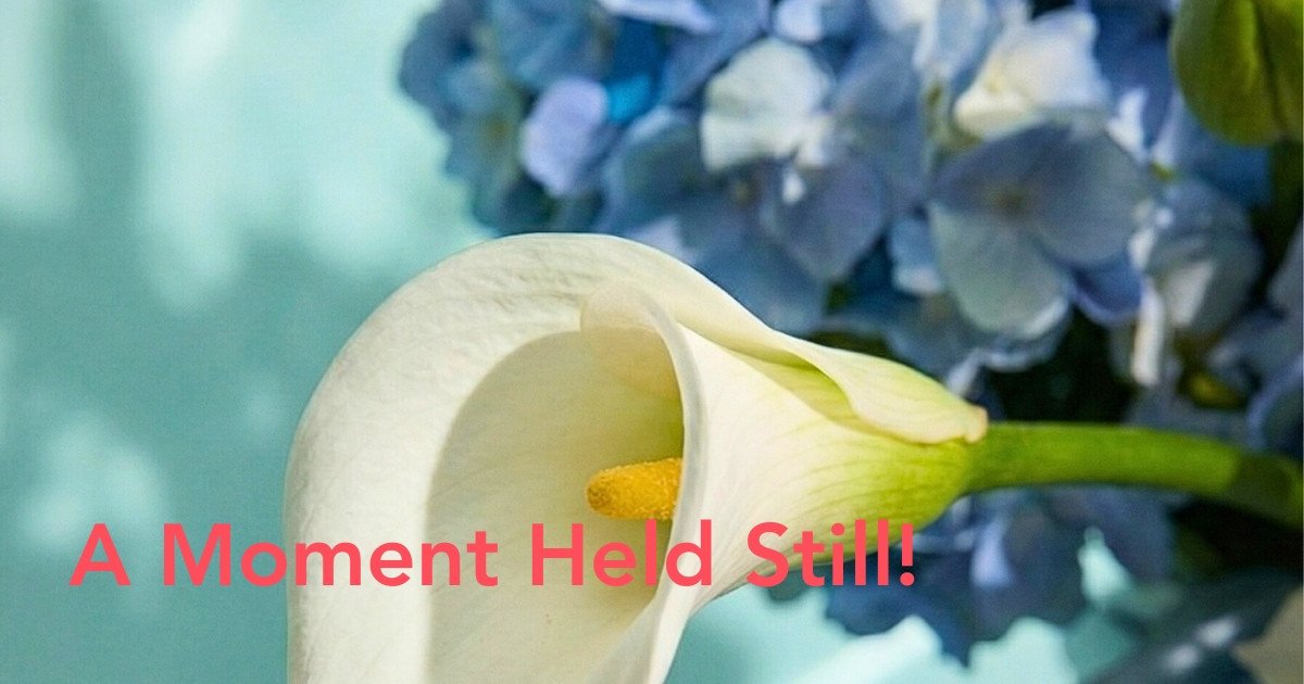 Working With Water, Light, and Continuity in Floral Form