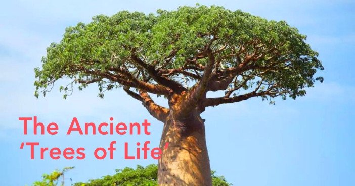 The African Baobab: Africa’s Ancient ‘Tree of Life’