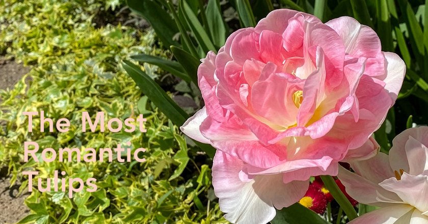 Pink Tulips Guide: Meaning, Varieties, and Care