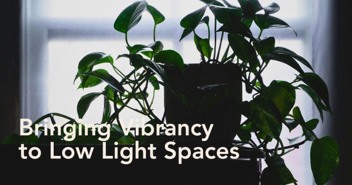 Best Low Light Houseplants That Add Vibrancy to Dim Rooms