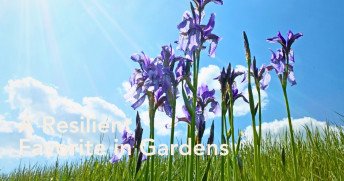 How to Grow Iris Sibirica Successfully