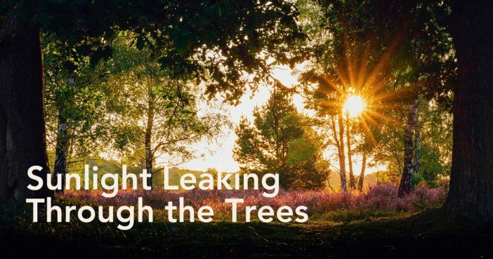 Komorebi and the Quiet Beauty of Filtered Sunlight