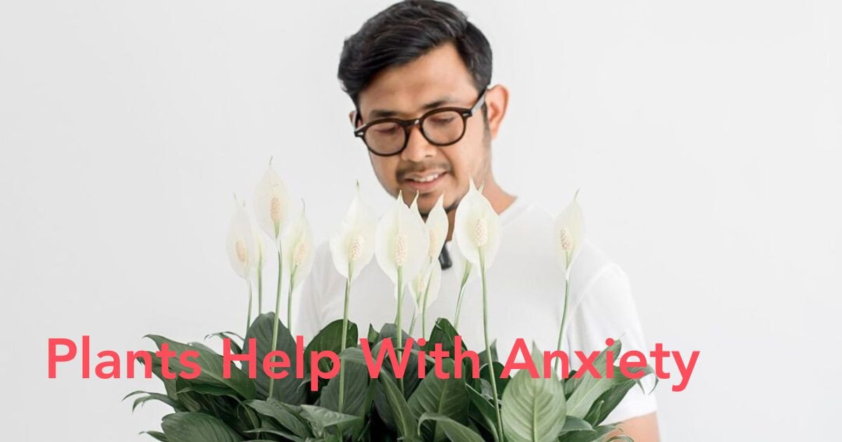 Indoor Plants That Help With Anxiety and Stress Relief