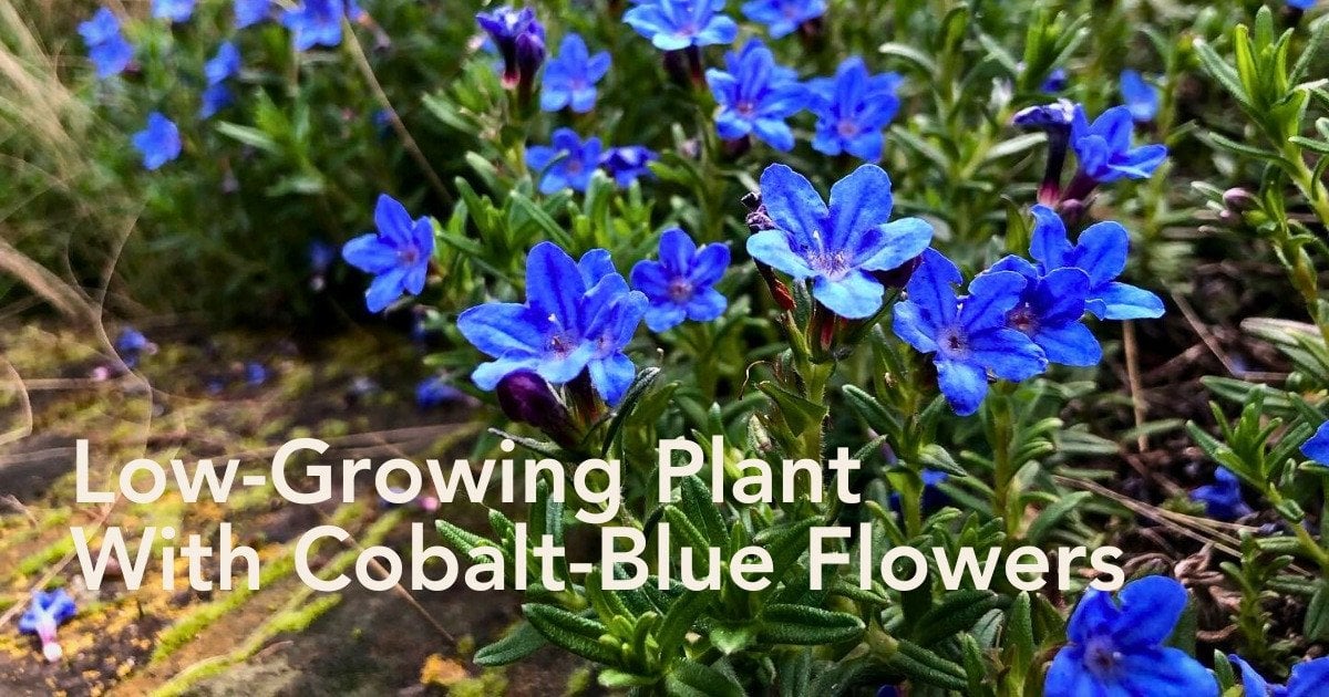 Lithodora Care and Growing Tips for Blue Groundcover
