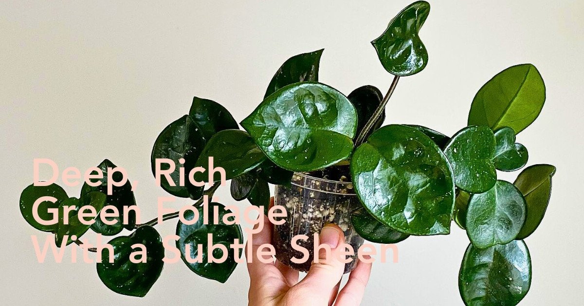 How to Grow and Care for the Hoya Chelsea Plant