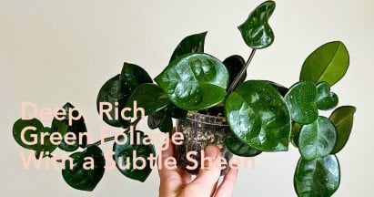 How to Grow and Care for the Hoya Chelsea Plant