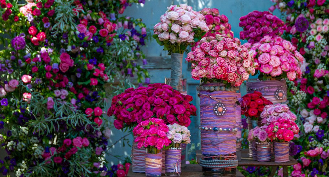 Interplant Roses BV - Breeder on Thursd