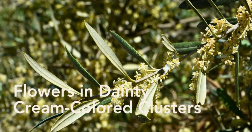 Olive Flowers - Cream-Colored Clusters Produced by Olive Trees?