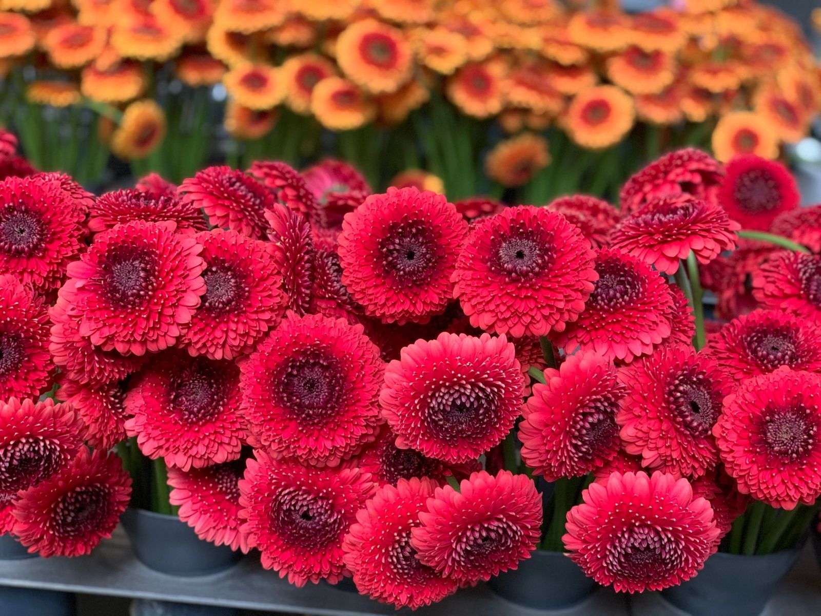 Holstein Flowers Showcasing Exceptional Gerbera Beauties