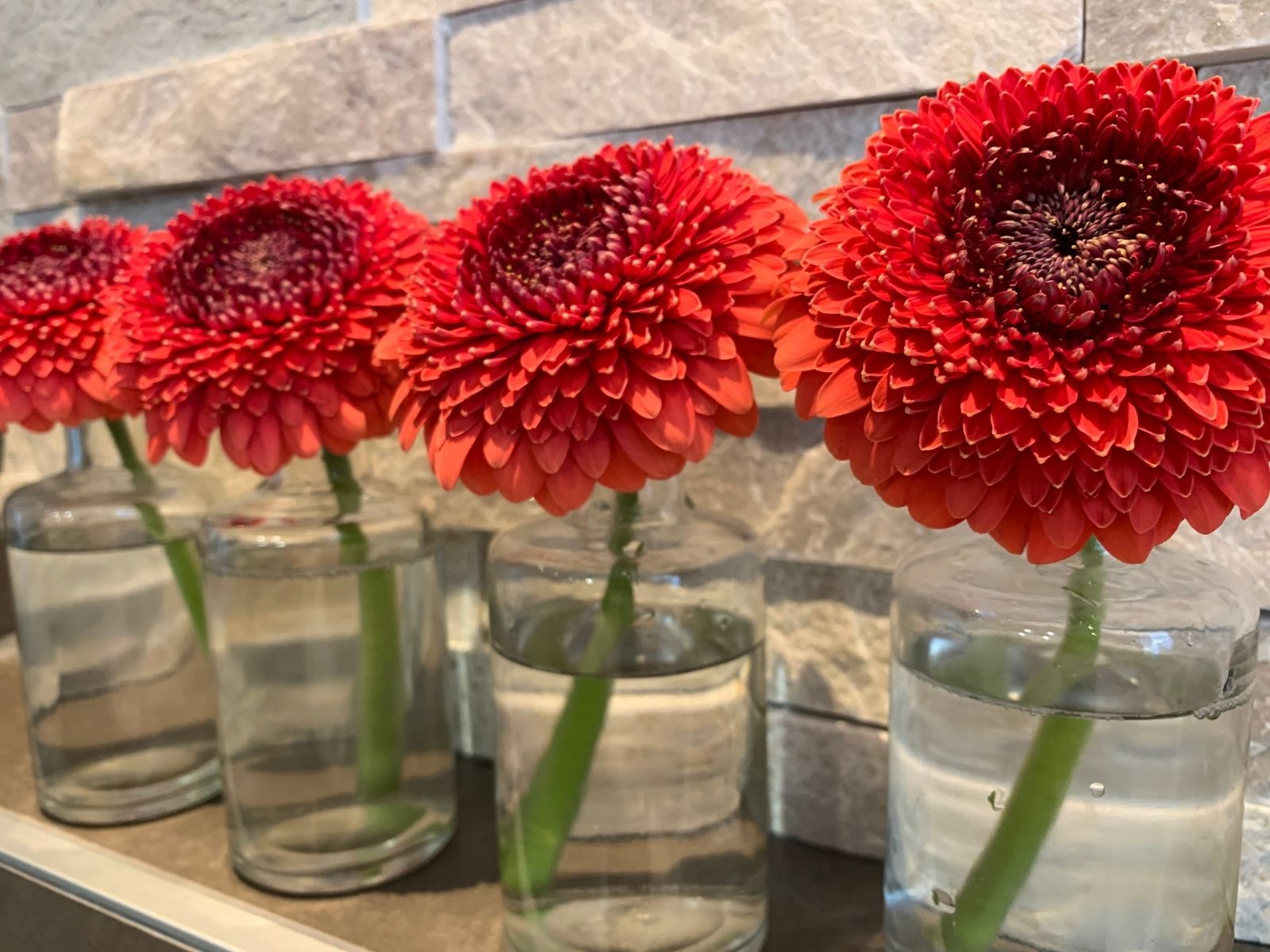 Holstein Flowers Gerbera Breeding and Unique Shapes