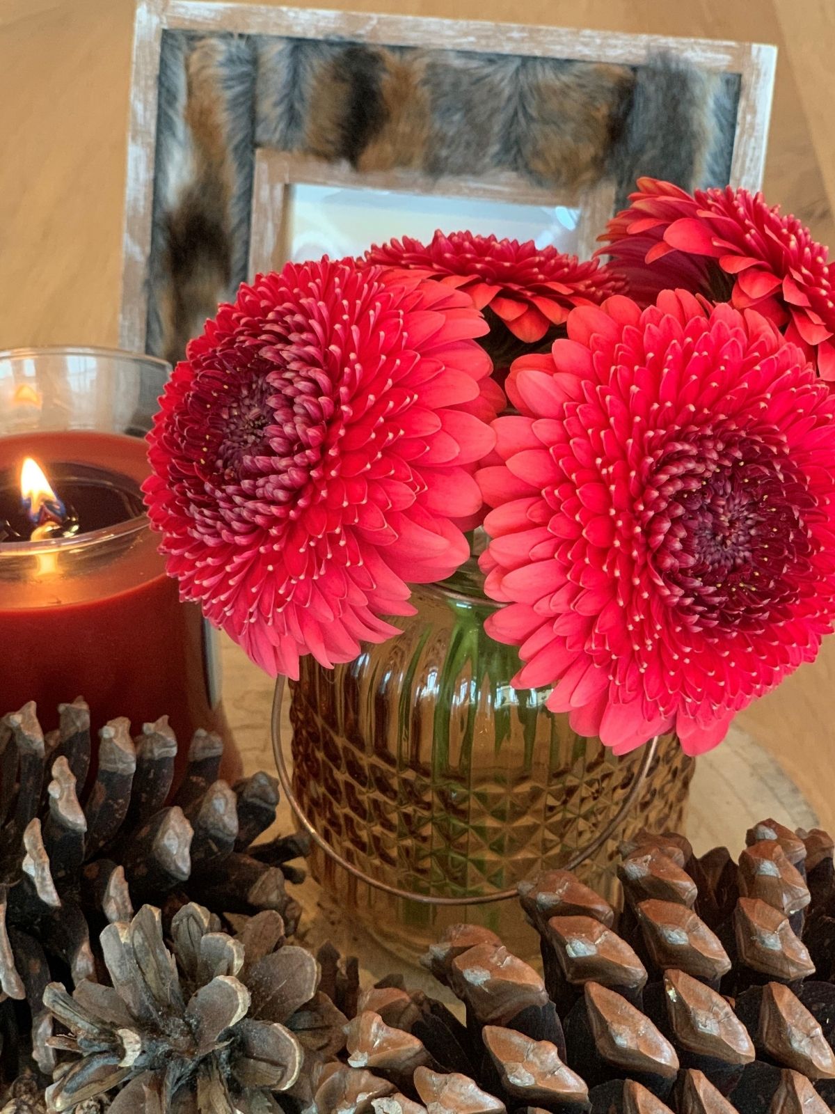 Holstein Flowers Gerbera Breeding and Unique Shapes