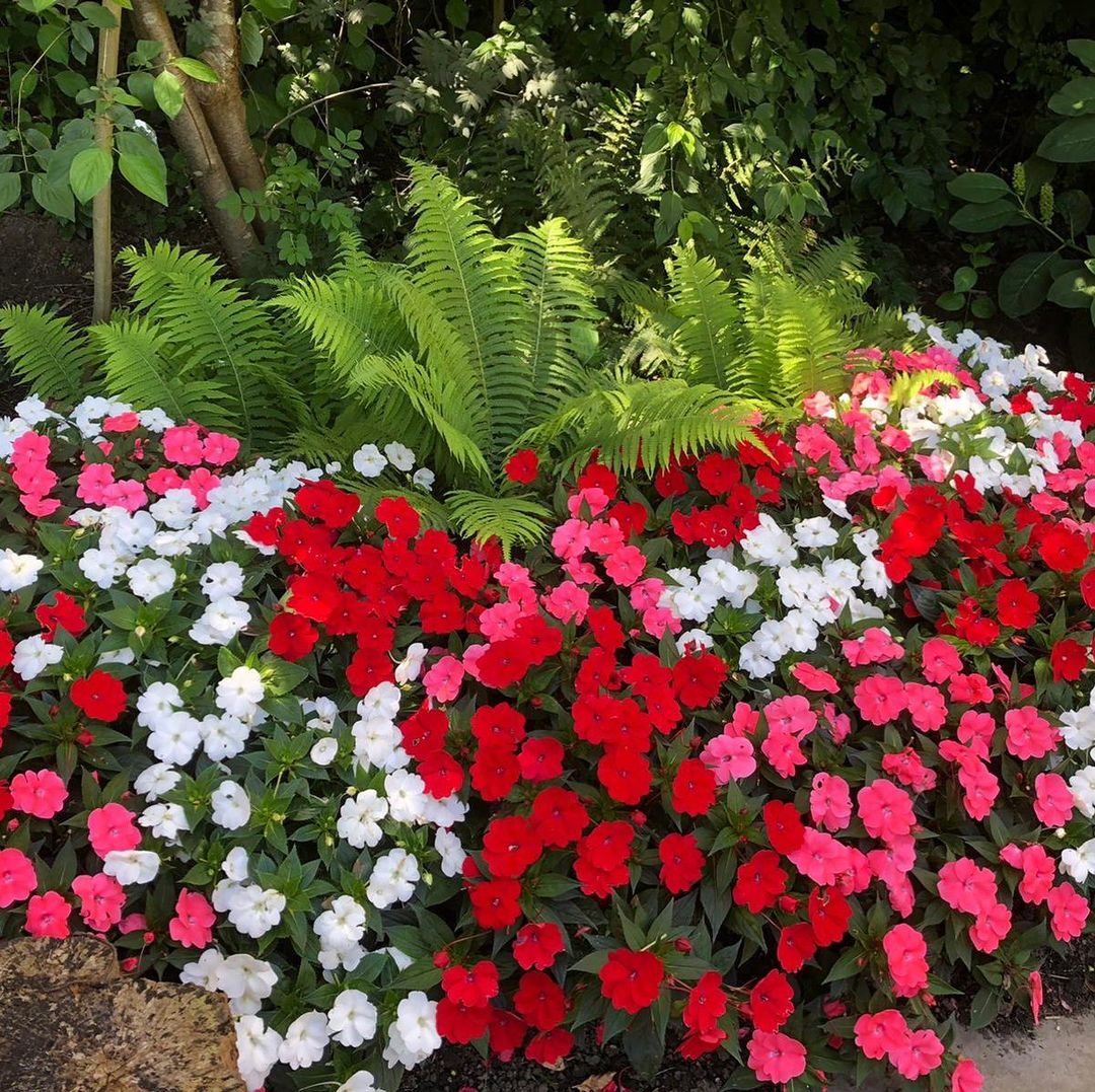 SunPatiens Plants for Summer Borders in Full Color