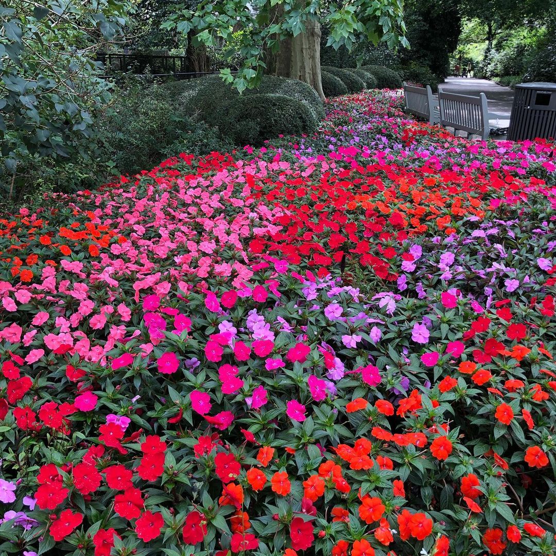 SunPatiens Plants for Summer Borders in Full Color