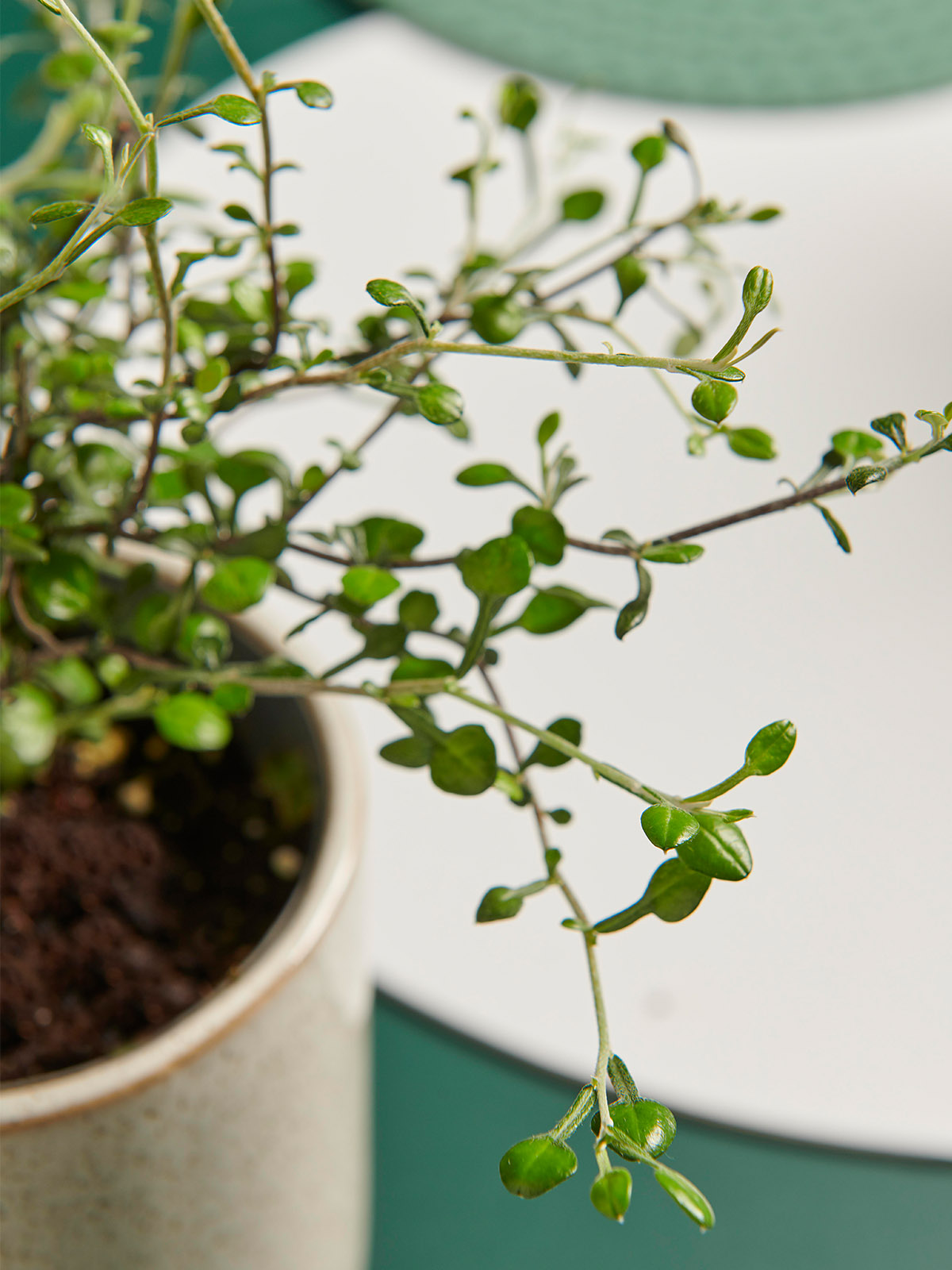 Less is More With the Unique Maori® Plants
