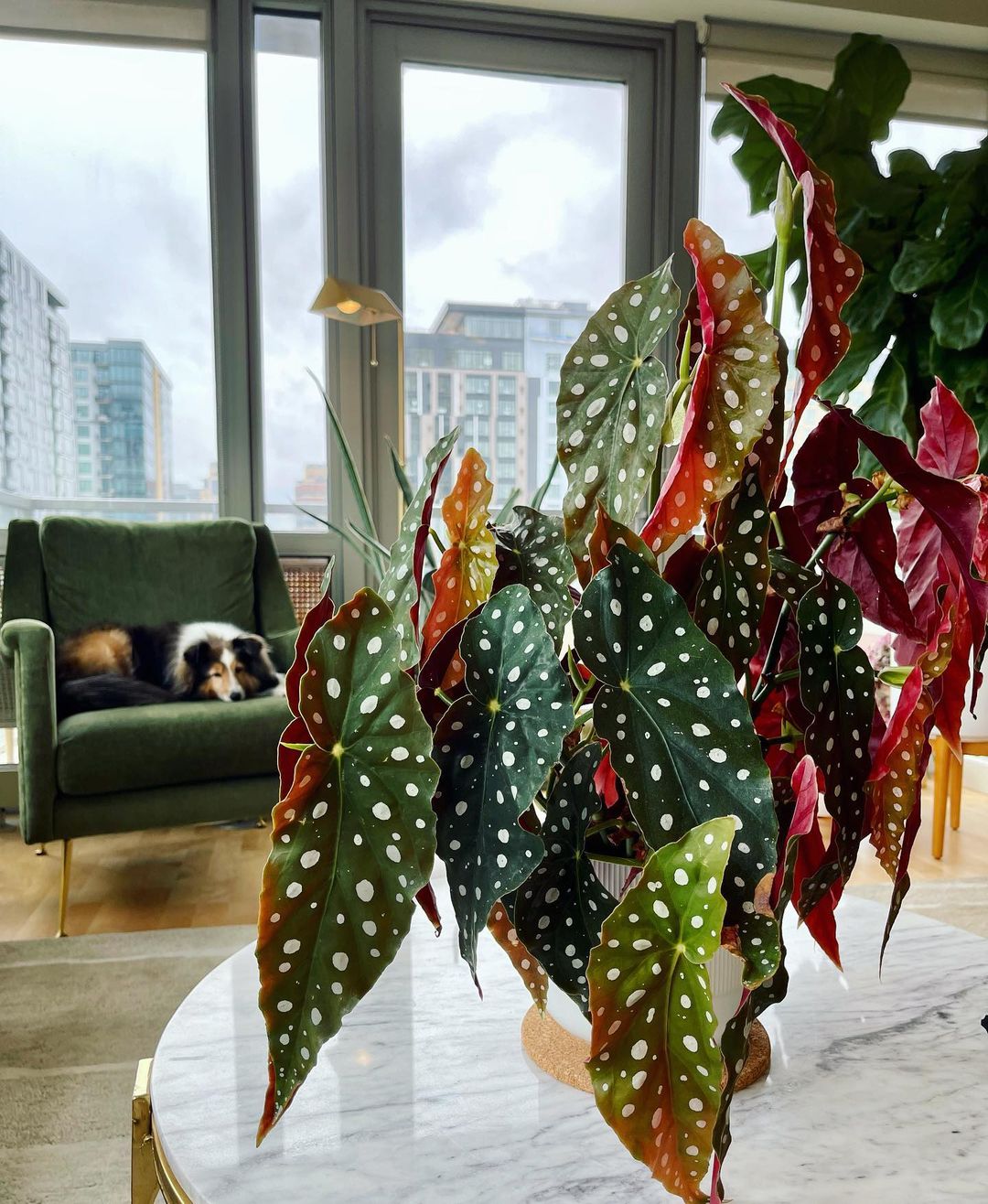 The Polka Dot Begonia Begonia Maculata Is One Of The Most Photogenic The Polka Dot Begonia Begonia Maculata Is One Of The Most Photogenic