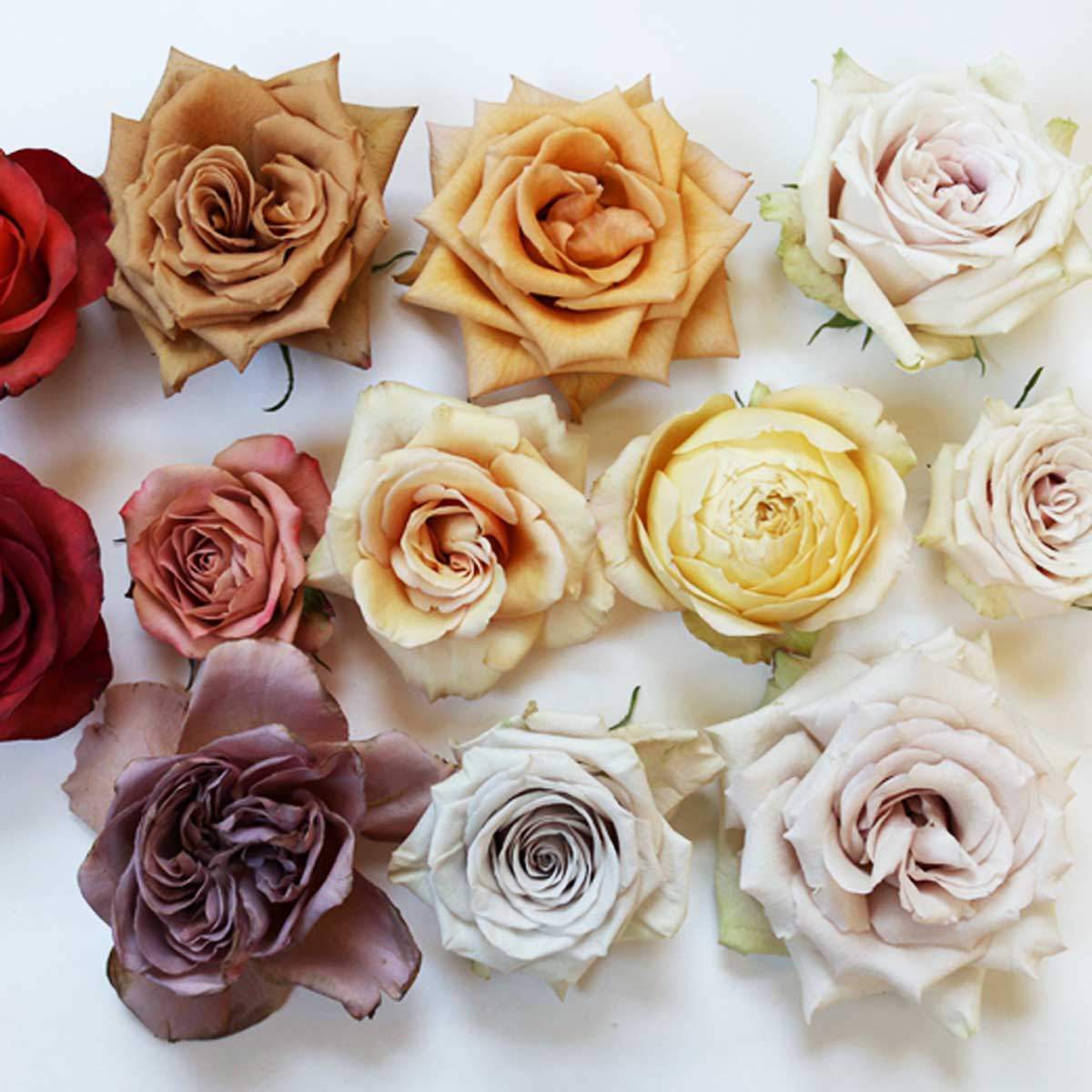 Brownie Carnations - Thursd