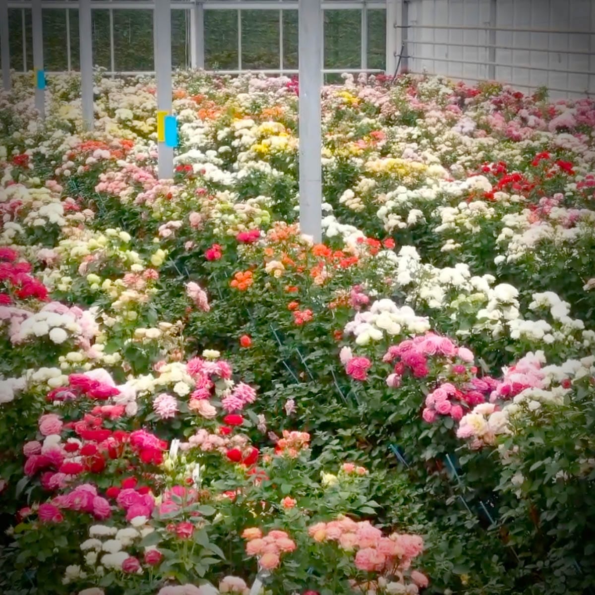 Interplant Prolongs Vase Life of Spray Roses by 30% - Article on Thursd