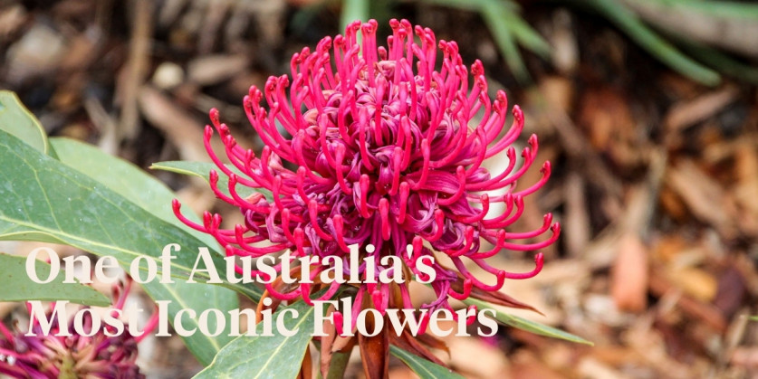 Discover the Iconic Waratah Flower Meaning and Its Symbolism