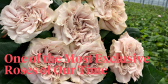 The Spectacular Westminster Abbey Rose