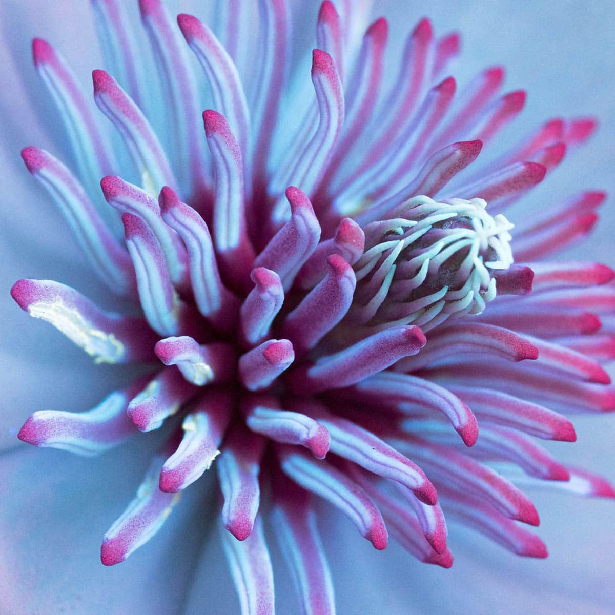 Photographs of Flowers Shot Under Ultraviolet and Infrared Lights
