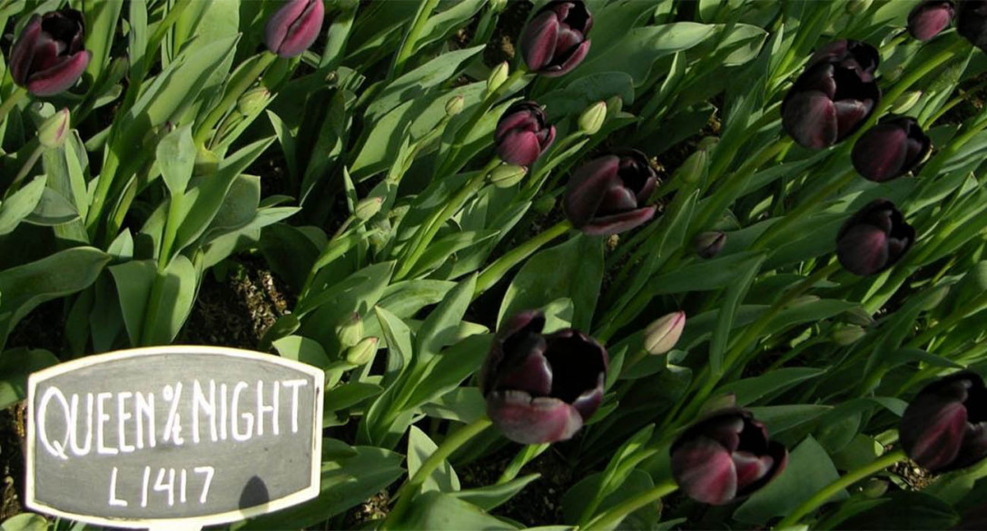 Black Tulips - Article on Thursd