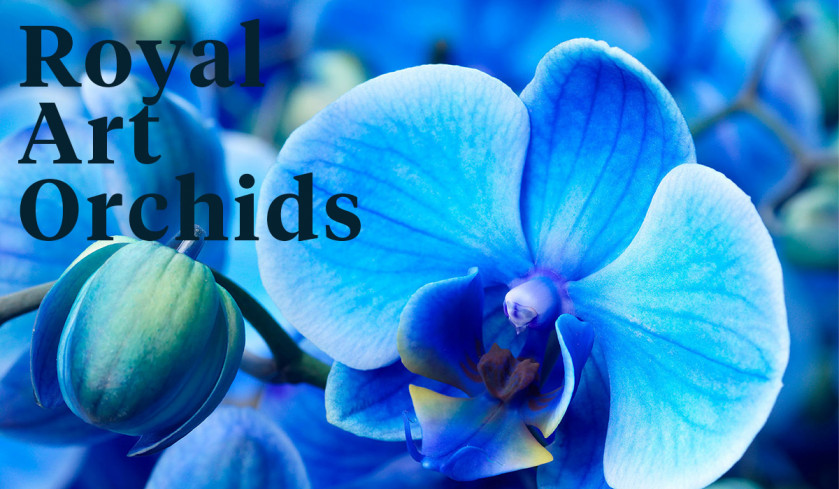 VG Colours With Royal Orchids