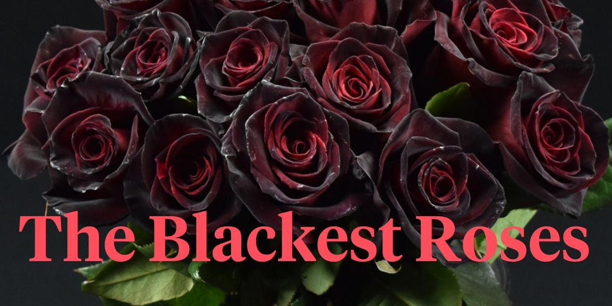 Matthias Meilland About Black Roses
