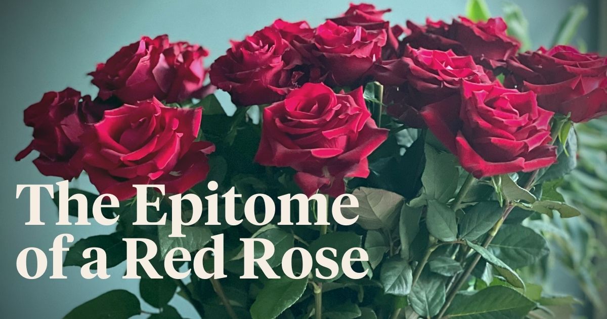 Pure and Truly Deep Red… Every Lady Deserves Ever Red Roses - Thursd