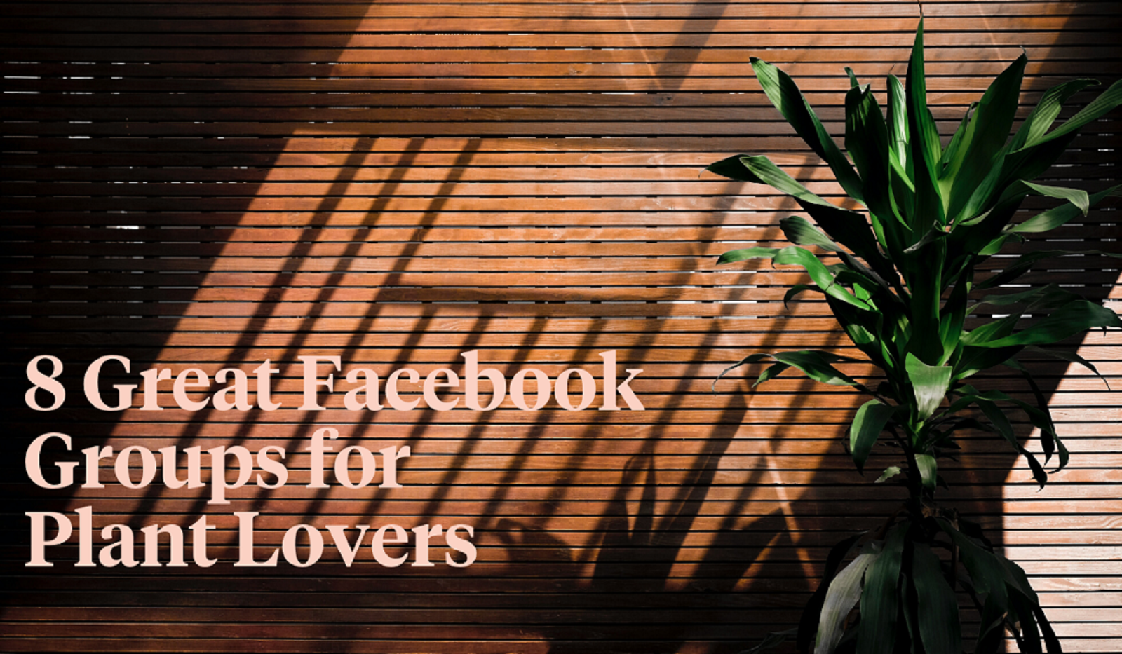 8 Great Facebook Groups for Plant Lovers