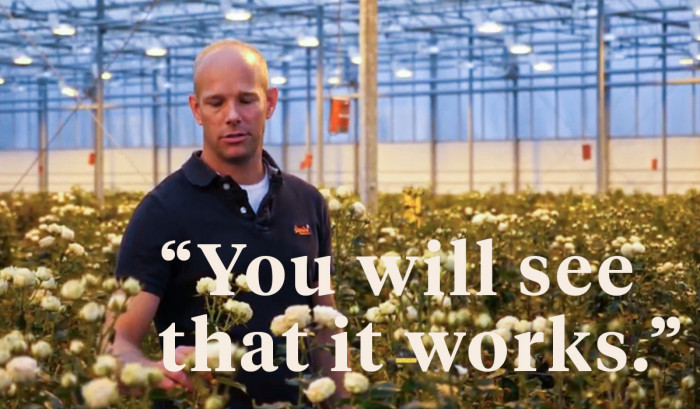 Ripe vs. Raw: Voorn Roses - Article on Thursd