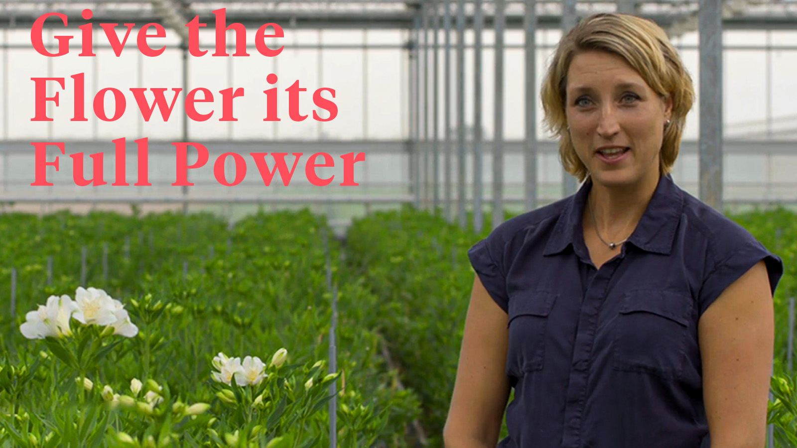 Ripe vs. Raw: Tesselaar Alstroemerias - Article on Thursd