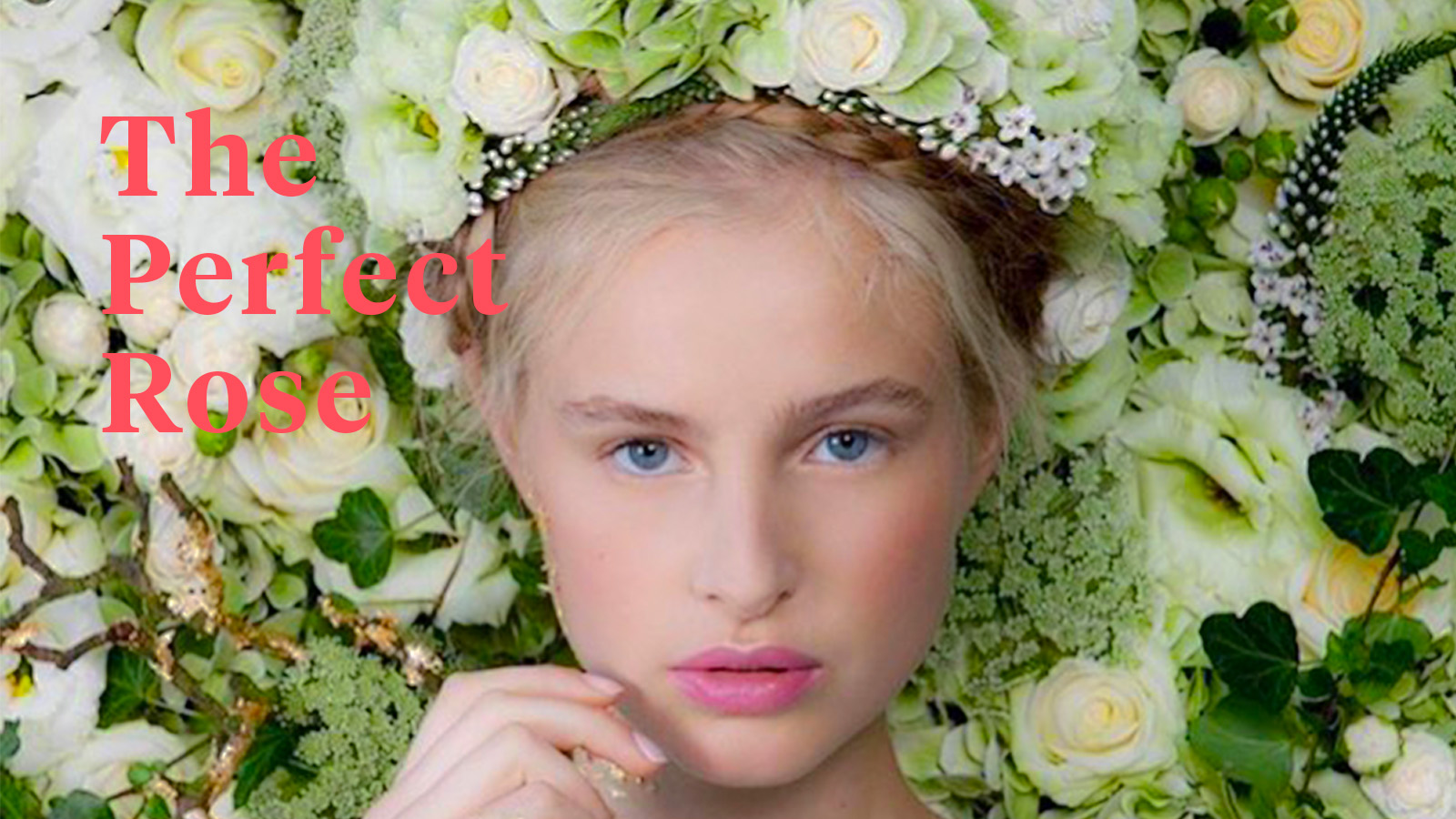 John Meijer @ Meijer Roses