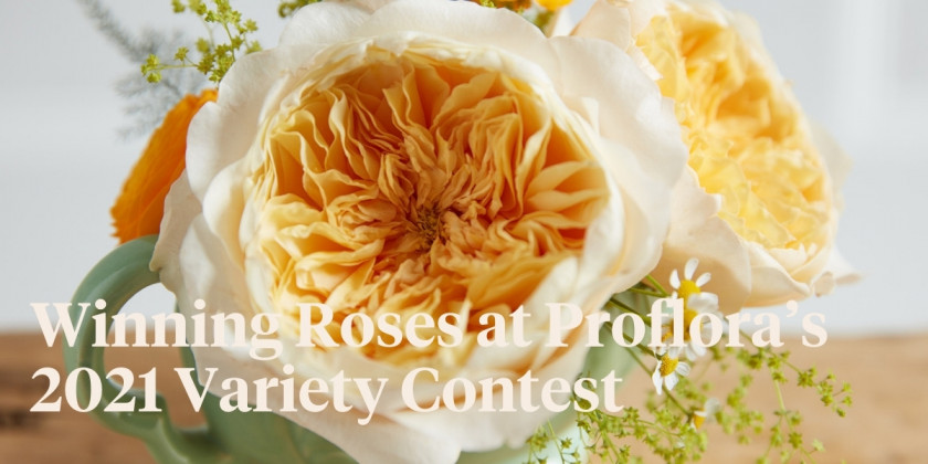 Alexandra Farms Roses Sweep Proflora 2021 Variety Awards