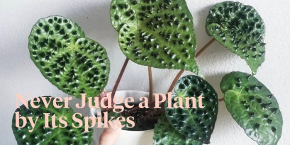 The Spikey Looks of the Begonia Ferox Can Be Deceiving