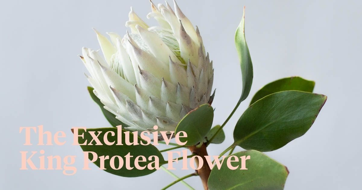 The King Flower - Protea Cynaroides or King Protea Flower