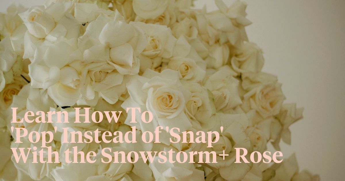 The Snowstorm+ Rose - Your Go-To Flower to Unfold or Reflex