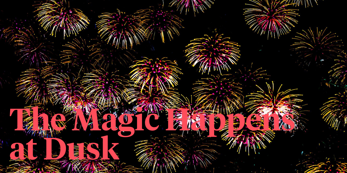 Protea Flowers that Look Like Floral Fireworks - Article on Thursd