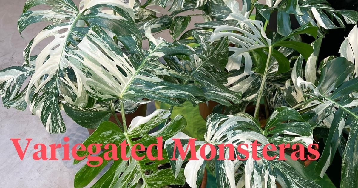 Variegated Monstera Plants - All You Want to Know
