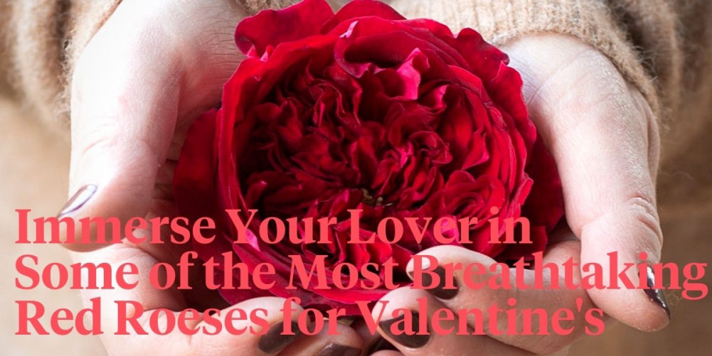 The Best Red Roses For Valentine's